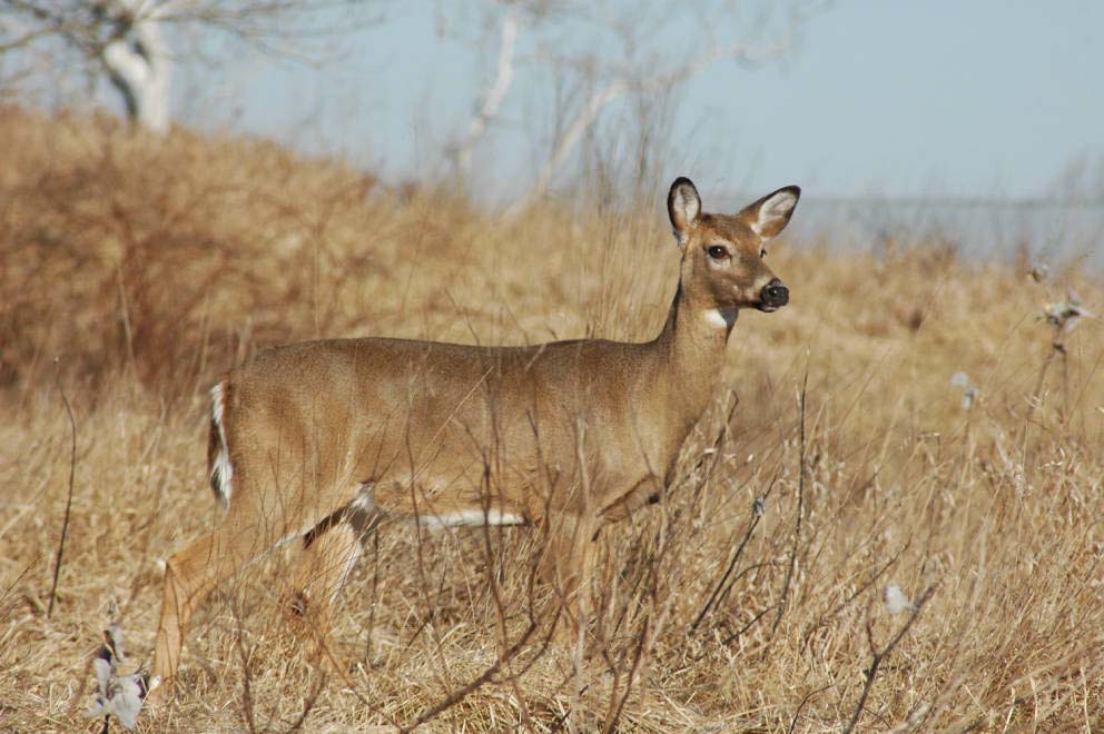 The White Tailed Deer Behavior Immigrant tw