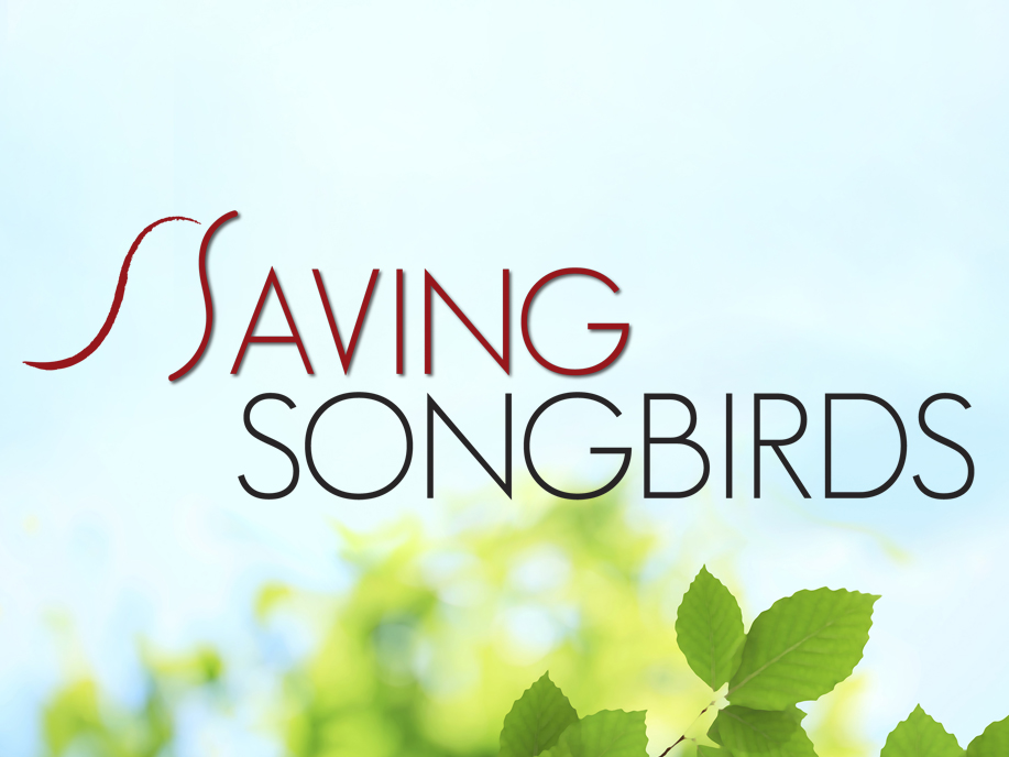 New NHPTV Documentary to Explore Songbird Migration from New England to ...