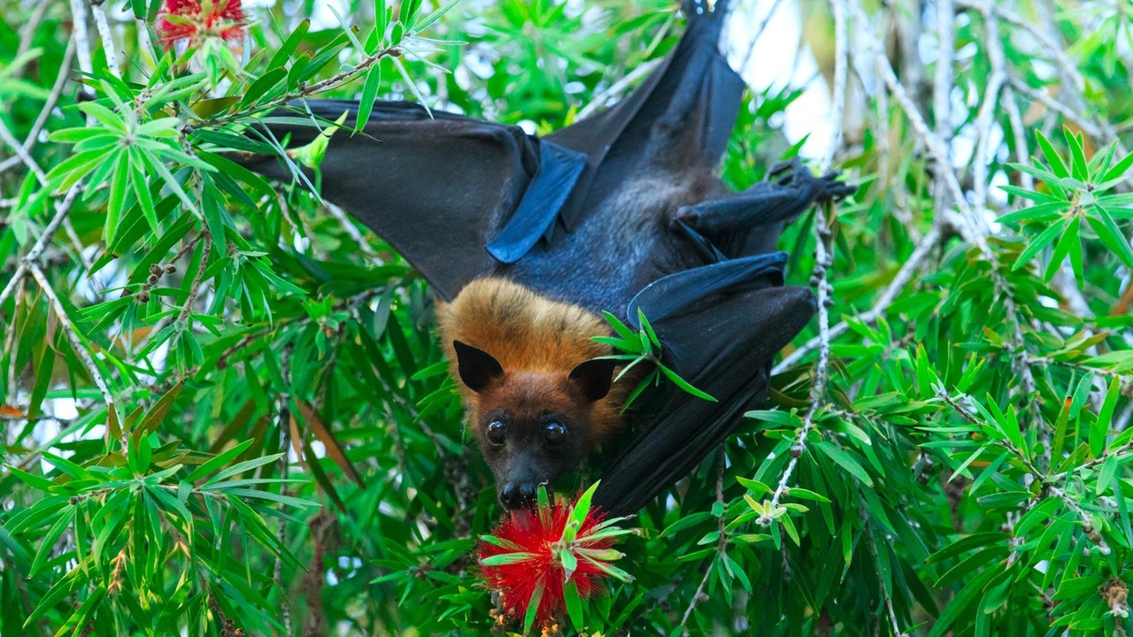 Bats - NHPBS Pressroom