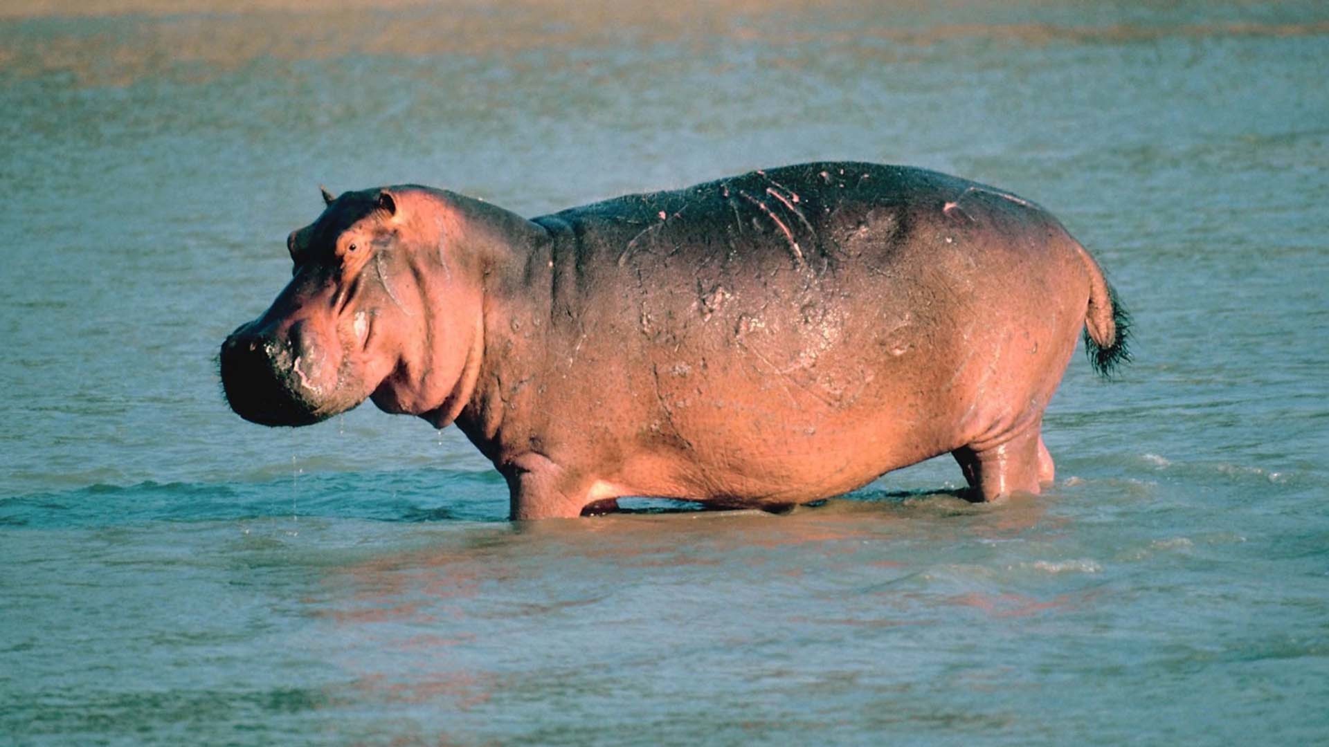 New Deal, Rain, and Hippos - NHPBS Pressroom