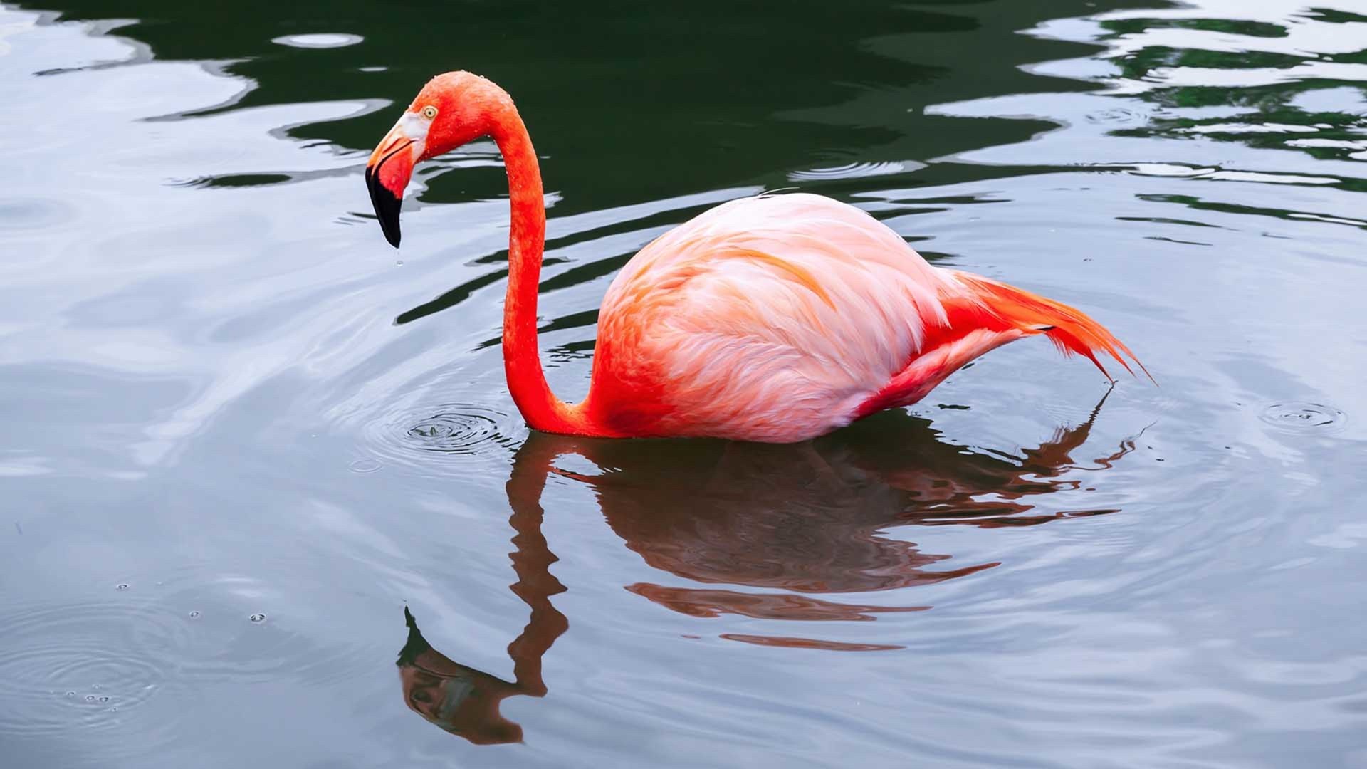 Flamingos - NHPBS Pressroom