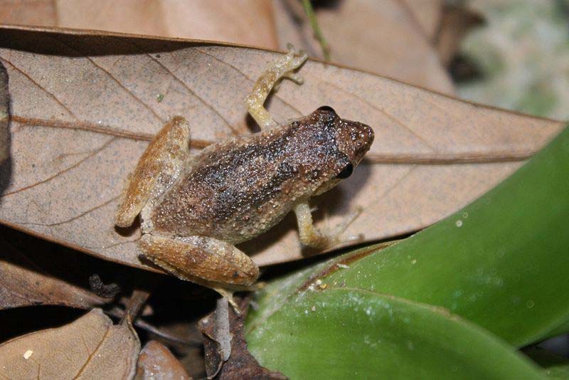 Rhacophoridae - Shrub Frogs | Wildlife Journal Junior