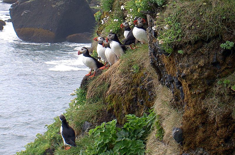Atlantic Puffin Habitat Atlantic Puffin Habitat