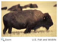 Bovidae - antelopes, cattle, gazelles, goats, sheep | Wildlife Journal ...