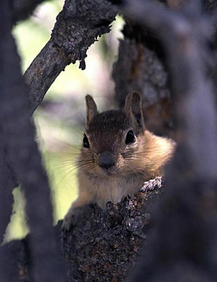 Are Prairie Dogs Related To Chipmunks