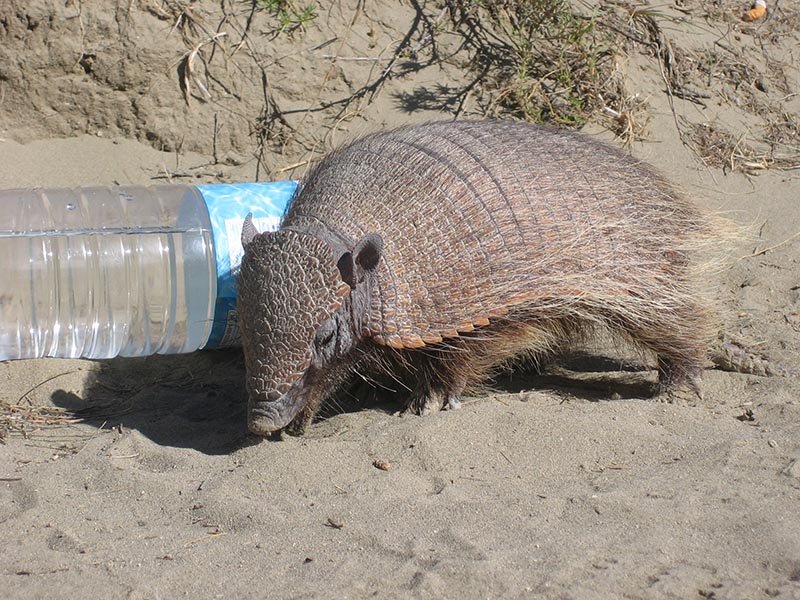 Dasypodidae - armadillos | Wildlife Journal Junior