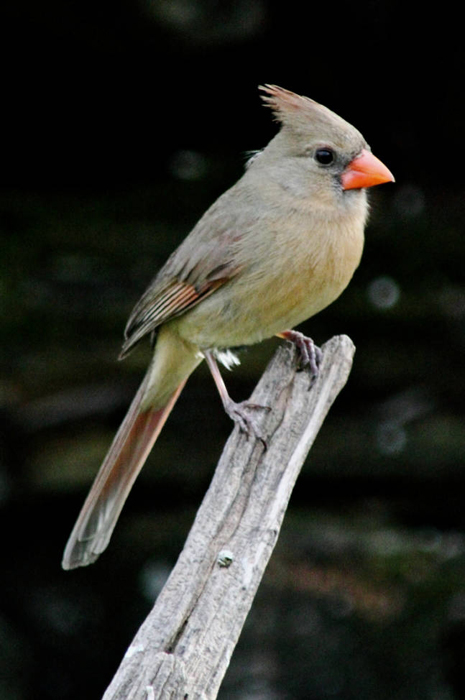 Northern Cardinal Cardinalis Cardinalis NatureWorks