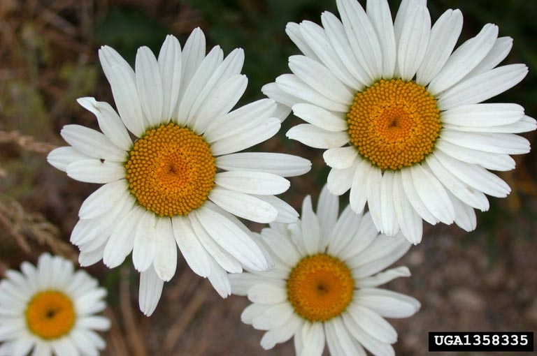 Asteraceae The Daisy Family Wildlife Journal Junior