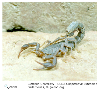 How Many Legs Does A Scorpion Have