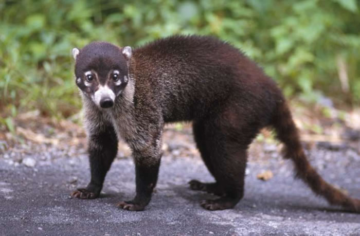 Furry Cacomistle
